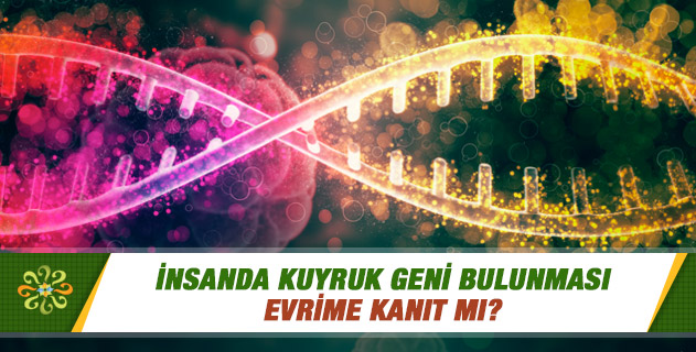 İnsanda kuyruk geni bulunması evrime kanıt mı? | Sorularla İslamiyet